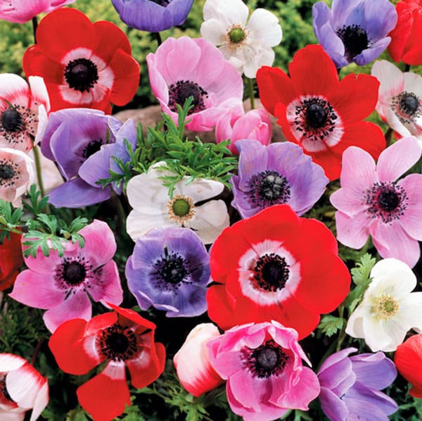 Anemone Single – Mixed – 25 bulbs p-pack - Lowensvlei Flower Farm