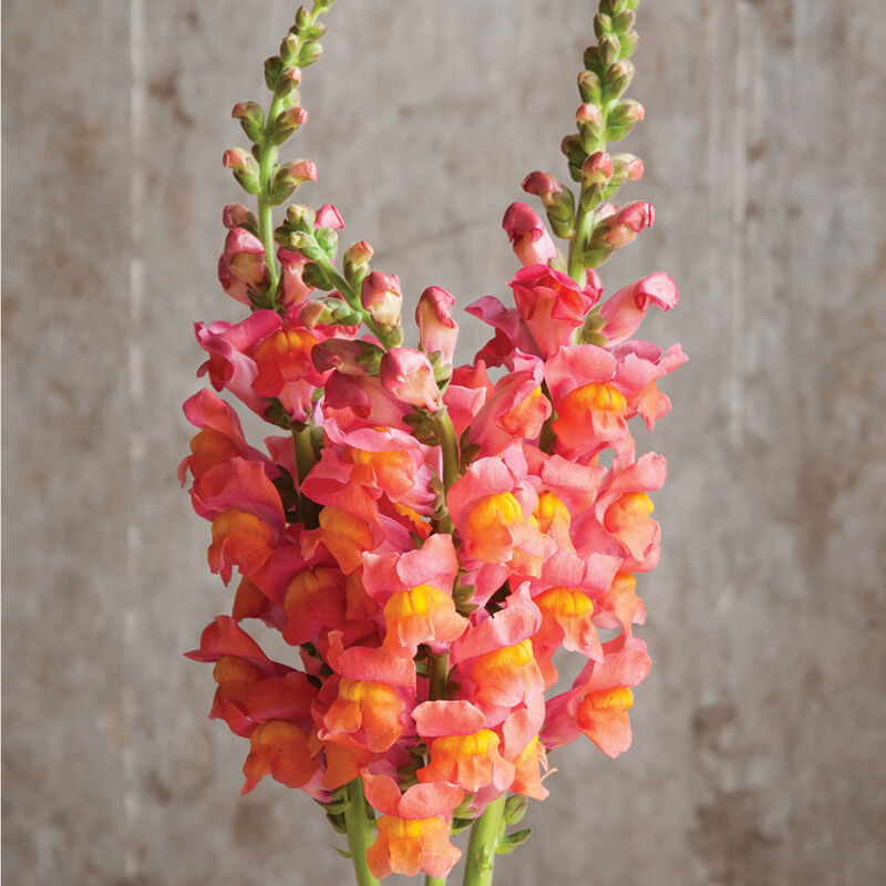 Snapdragon Orange – “Antirrhinum Potomac” - Lowensvlei Flower Farm