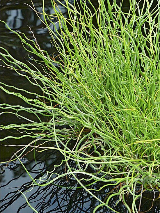 Corkscrew Rush – “Juncus Spiralis Twister” - Lowensvlei Flower Farm