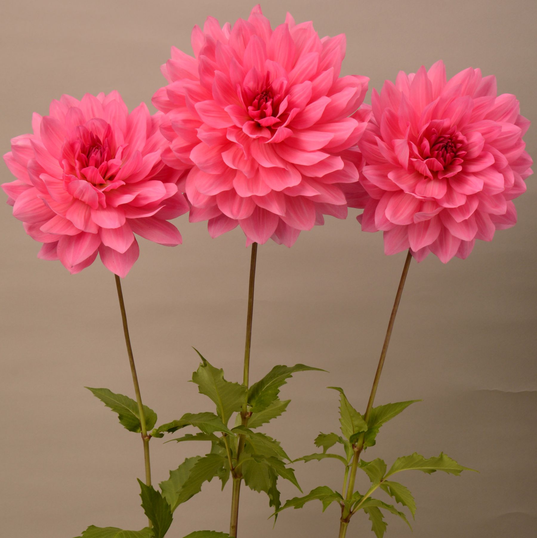 Dahlia Variabilis ‘Inca Rose’ Plugs - Lowensvlei Flower Farm