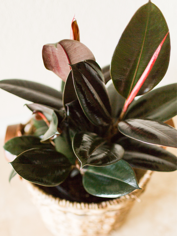 Ficus elastica – 20cm pot (Rubber Plant) - Lowensvlei Flower Farm